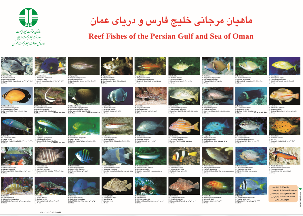 Marine Life in the Persian Gulf: A Vital Ecosystem Under Threat ...