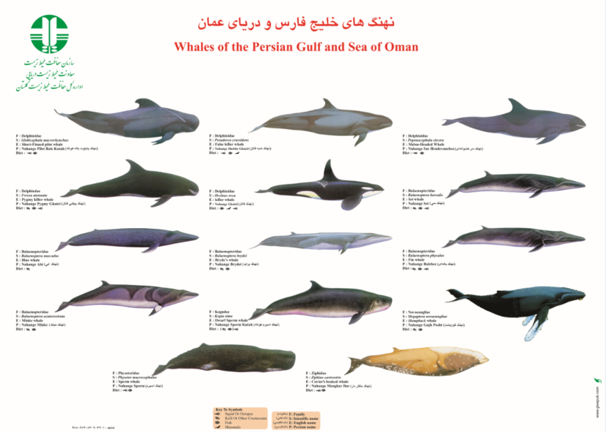Marine Life in the Persian Gulf: A Vital Ecosystem Under Threat ...